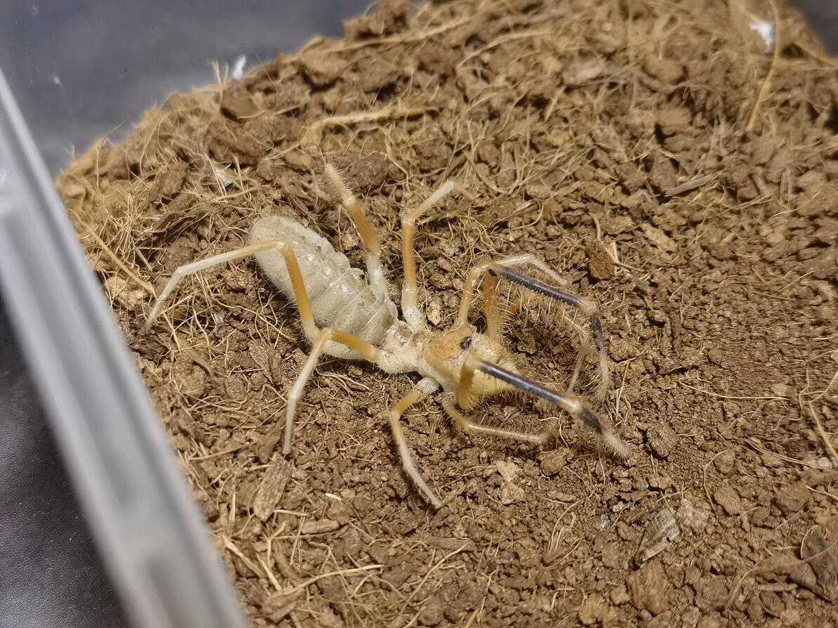 避日蛛（Galeodes sp.盔日蛛）的综合饲养记录 - 哔哩哔哩